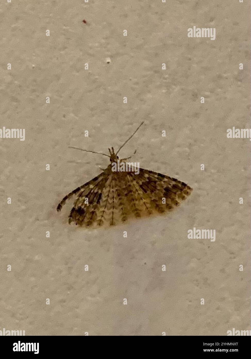 Twenty plume moth alucita hexadactyla hi-res stock photography and ...