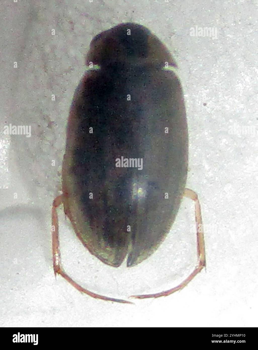 Berosus hi-res stock photography and images - Alamy