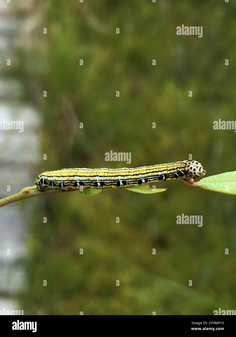 Catenaria hi-res stock photography and images - Alamy