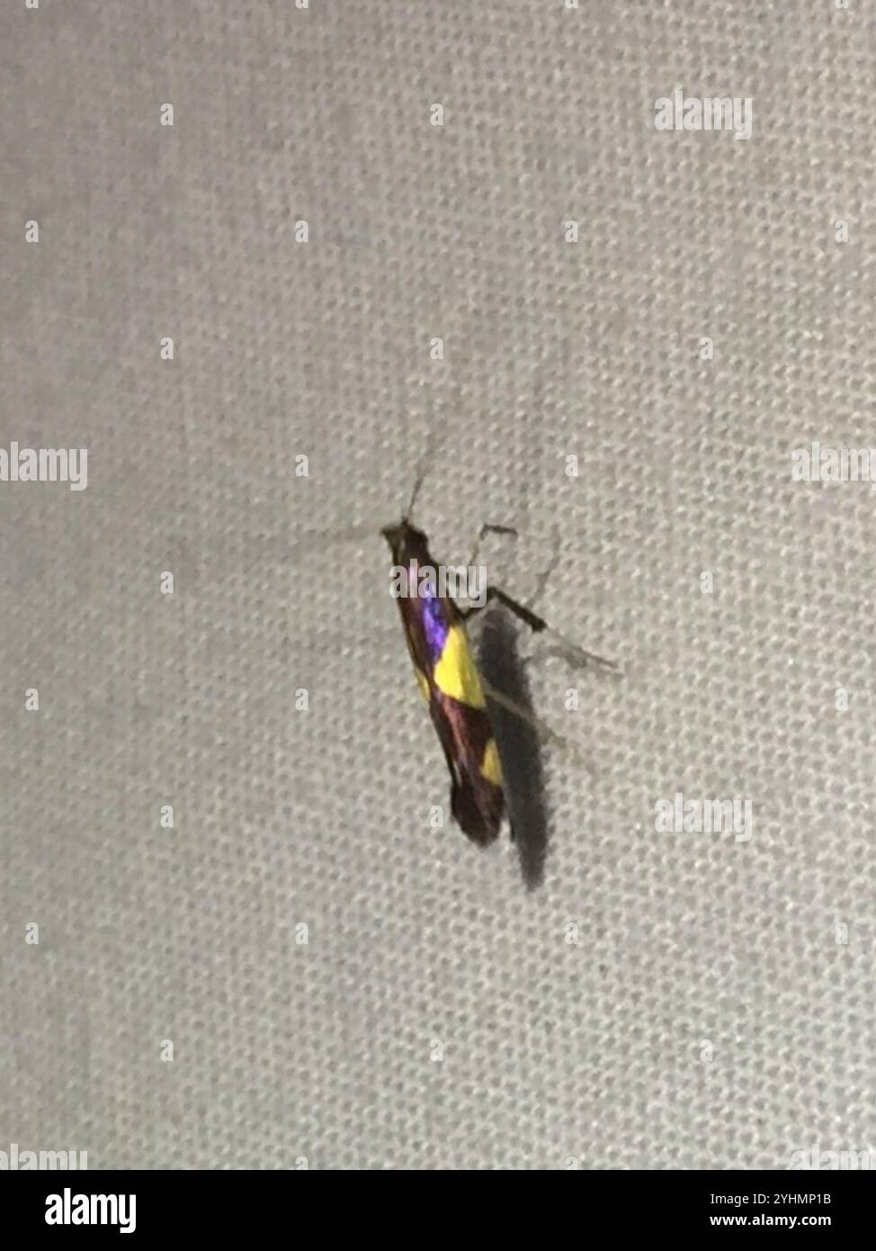 Maple Caloptilia Moth (Caloptilia bimaculatella Stock Photo - Alamy