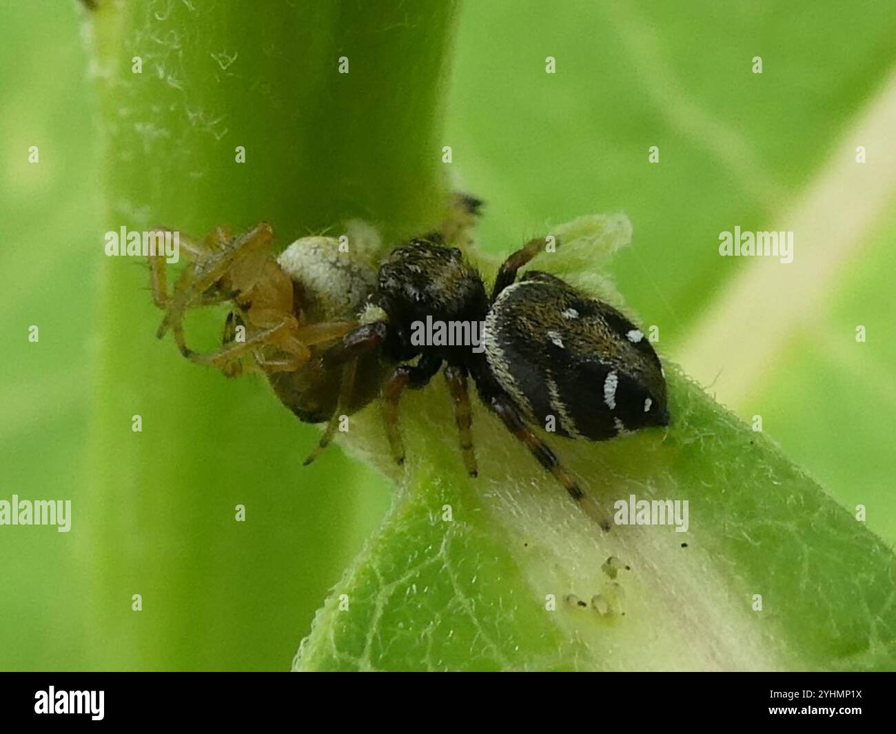 Jumping Spiders (Salticidae Stock Photo - Alamy