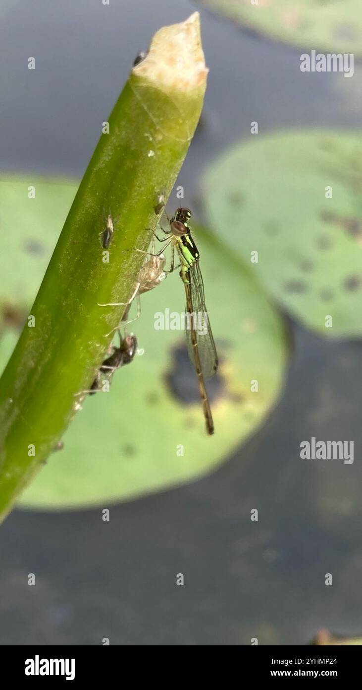 Fragile Forktail (Ischnura posita Stock Photo - Alamy
