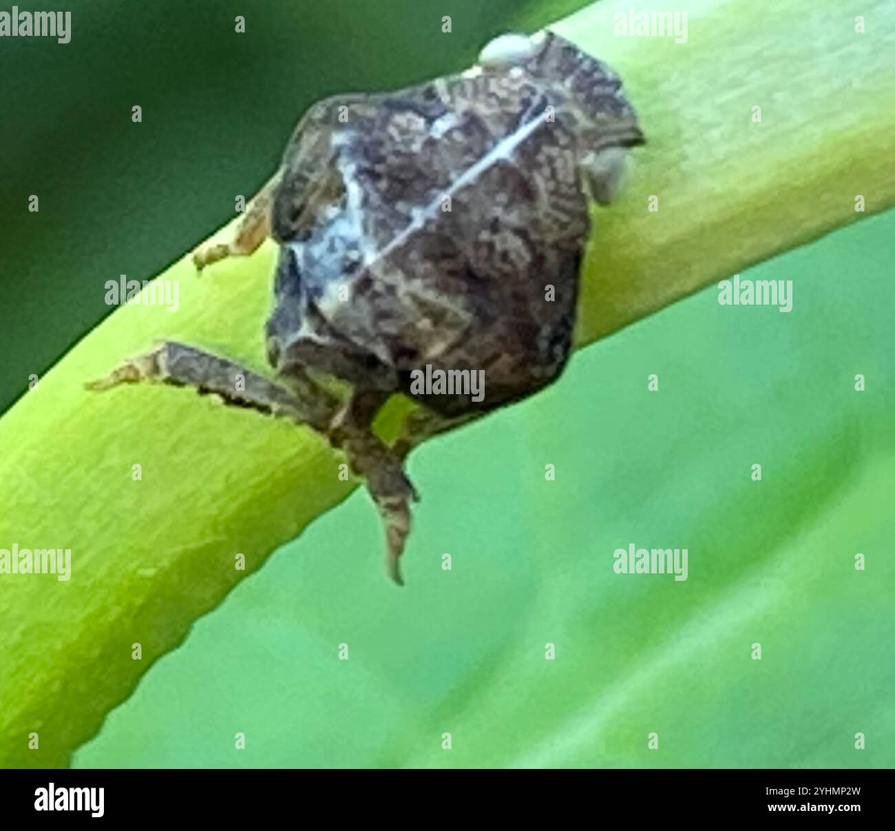 Two striped planthopper hi-res stock photography and images - Alamy