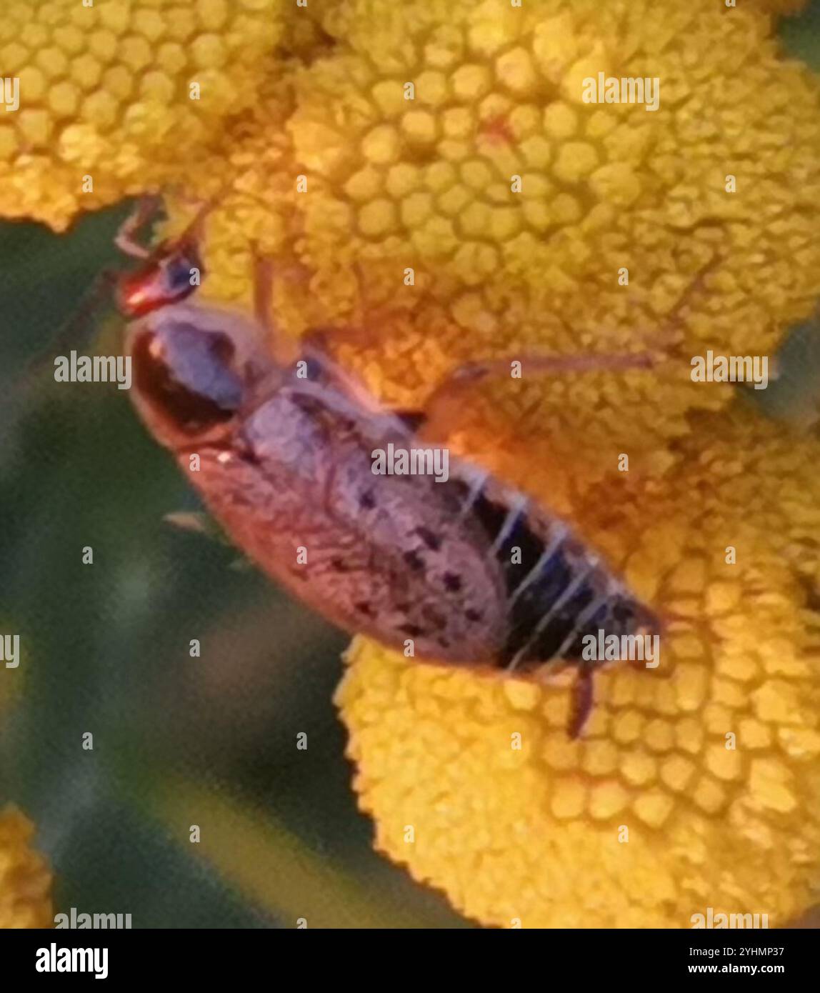 Dusky Cockroach (Ectobius lapponicus Stock Photo - Alamy