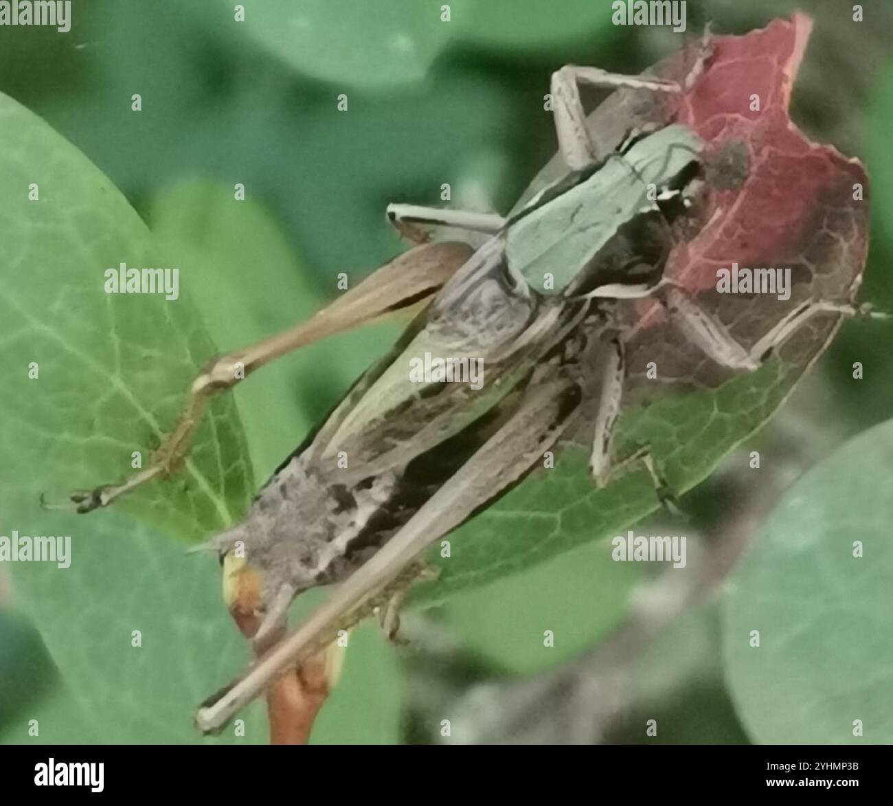Bog Bush-cricket (Metrioptera brachyptera Stock Photo - Alamy
