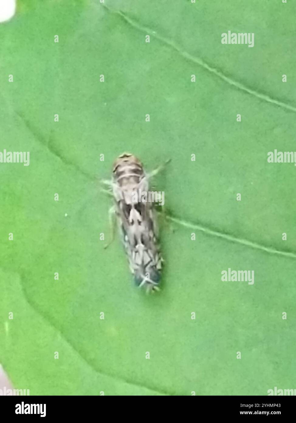 Scaphoideus hi-res stock photography and images - Alamy