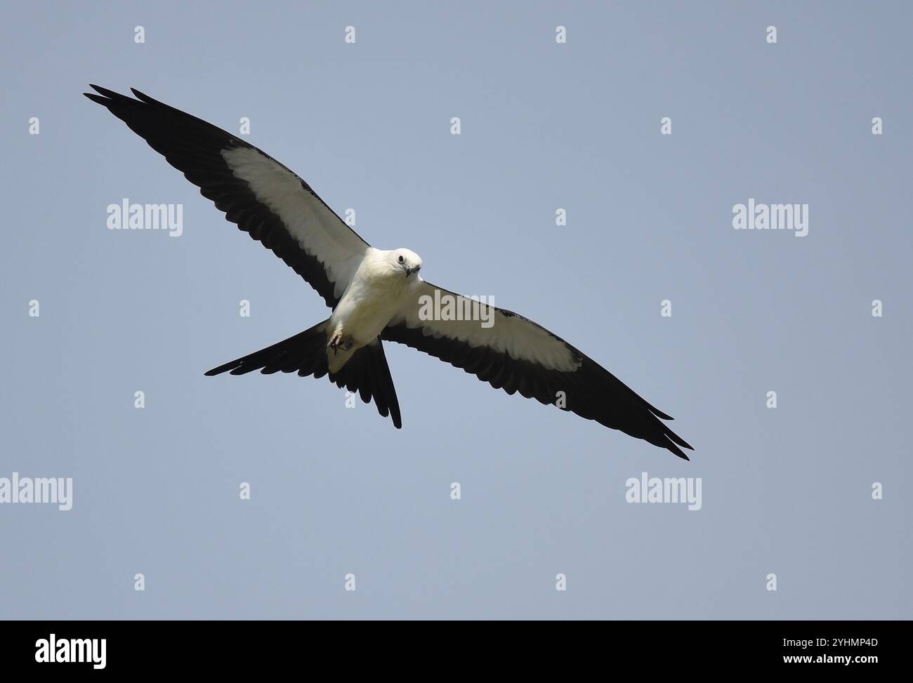 Swallow-tailed Kite (Elanoides forficatus Stock Photo - Alamy