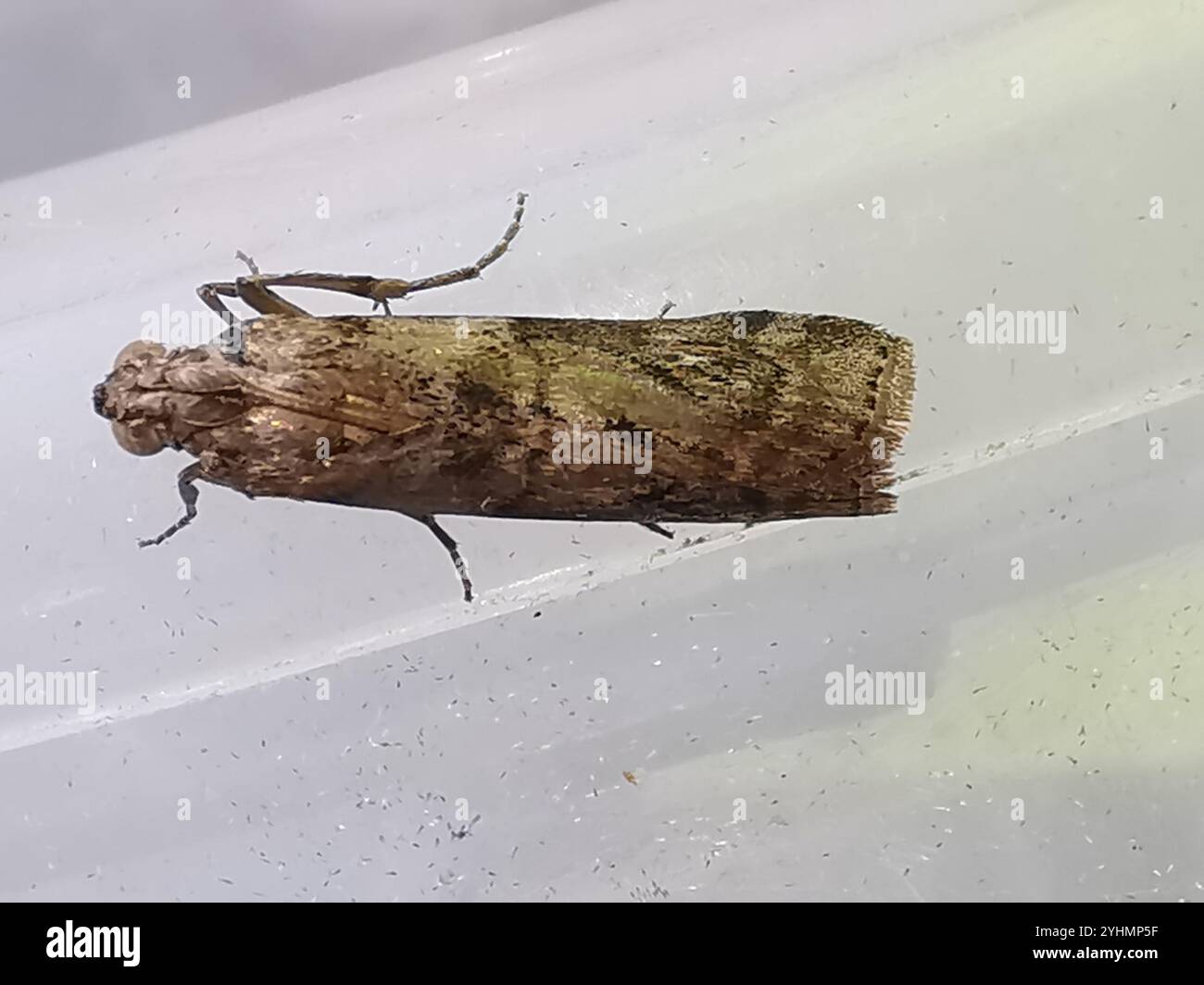 Dotted Oak Knot-horn (Phycita roborella Stock Photo - Alamy