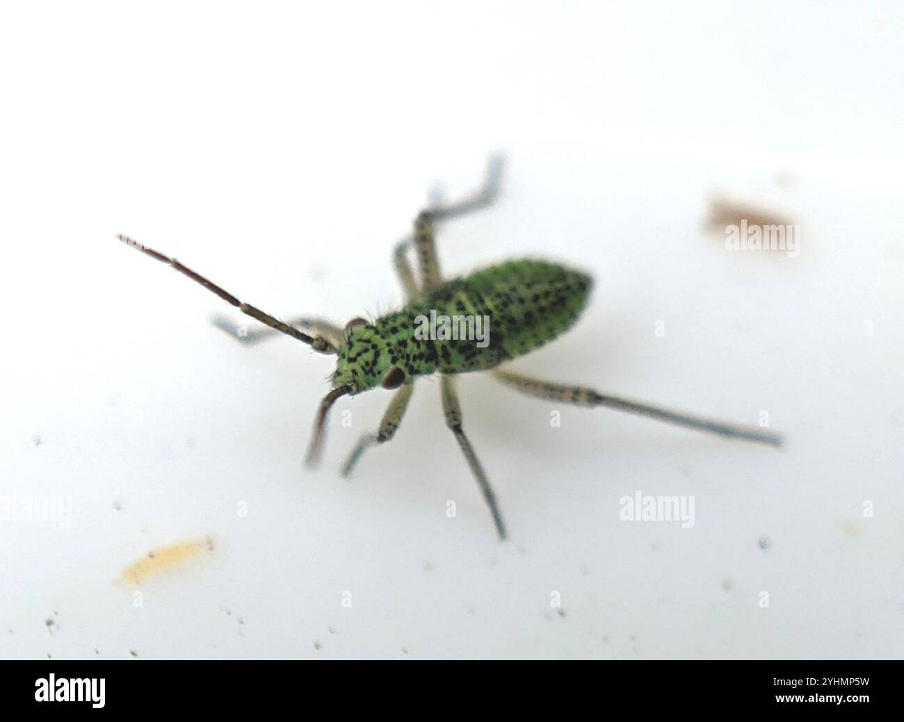 knapweed plant bug (Oncotylus viridiflavus Stock Photo - Alamy