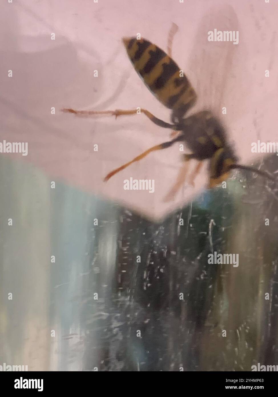 German Yellowjacket (Vespula germanica Stock Photo - Alamy