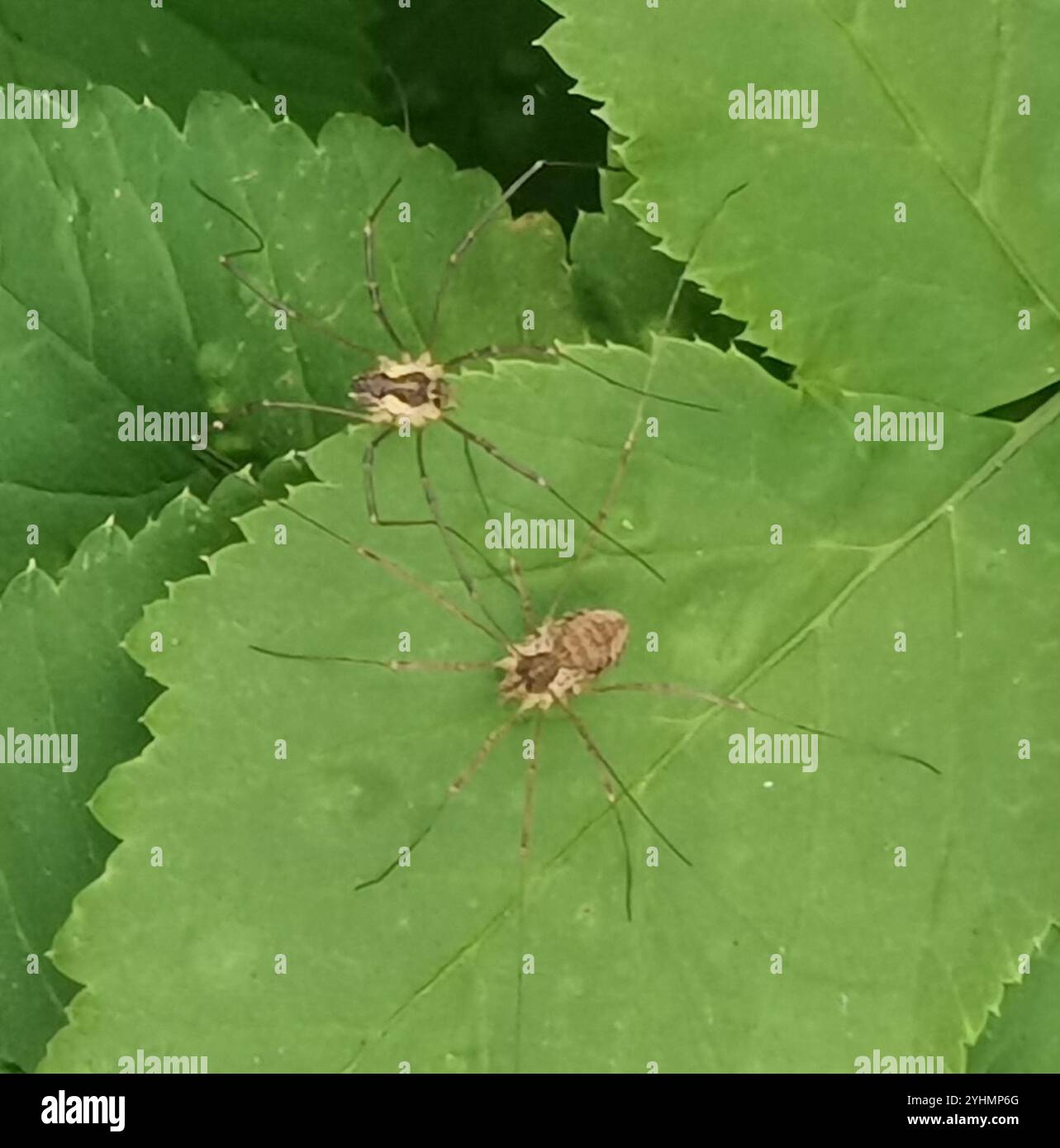 Saddleback Harvestman (Mitopus morio Stock Photo - Alamy
