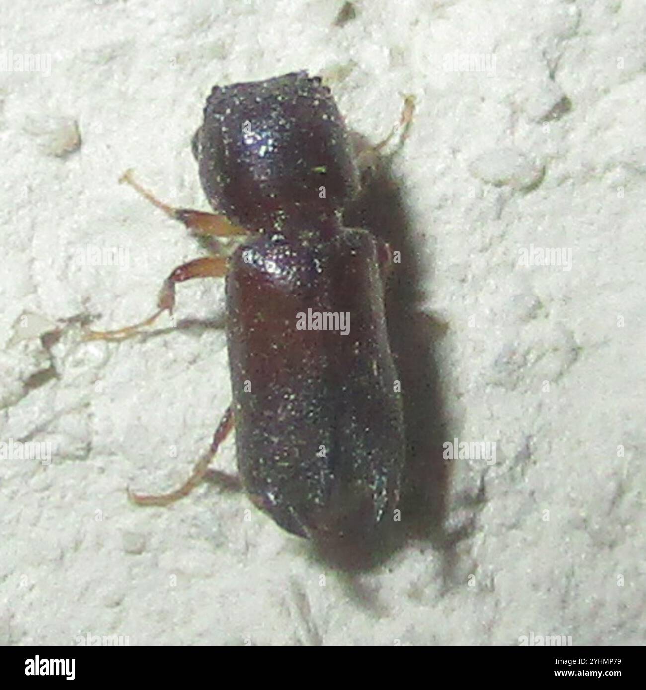 Auger Beetles (Bostrichidae Stock Photo - Alamy