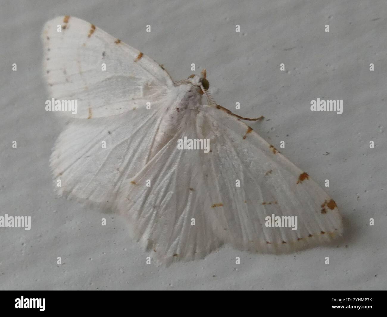 Lesser Maple Spanworm Moth (Macaria pustularia Stock Photo - Alamy