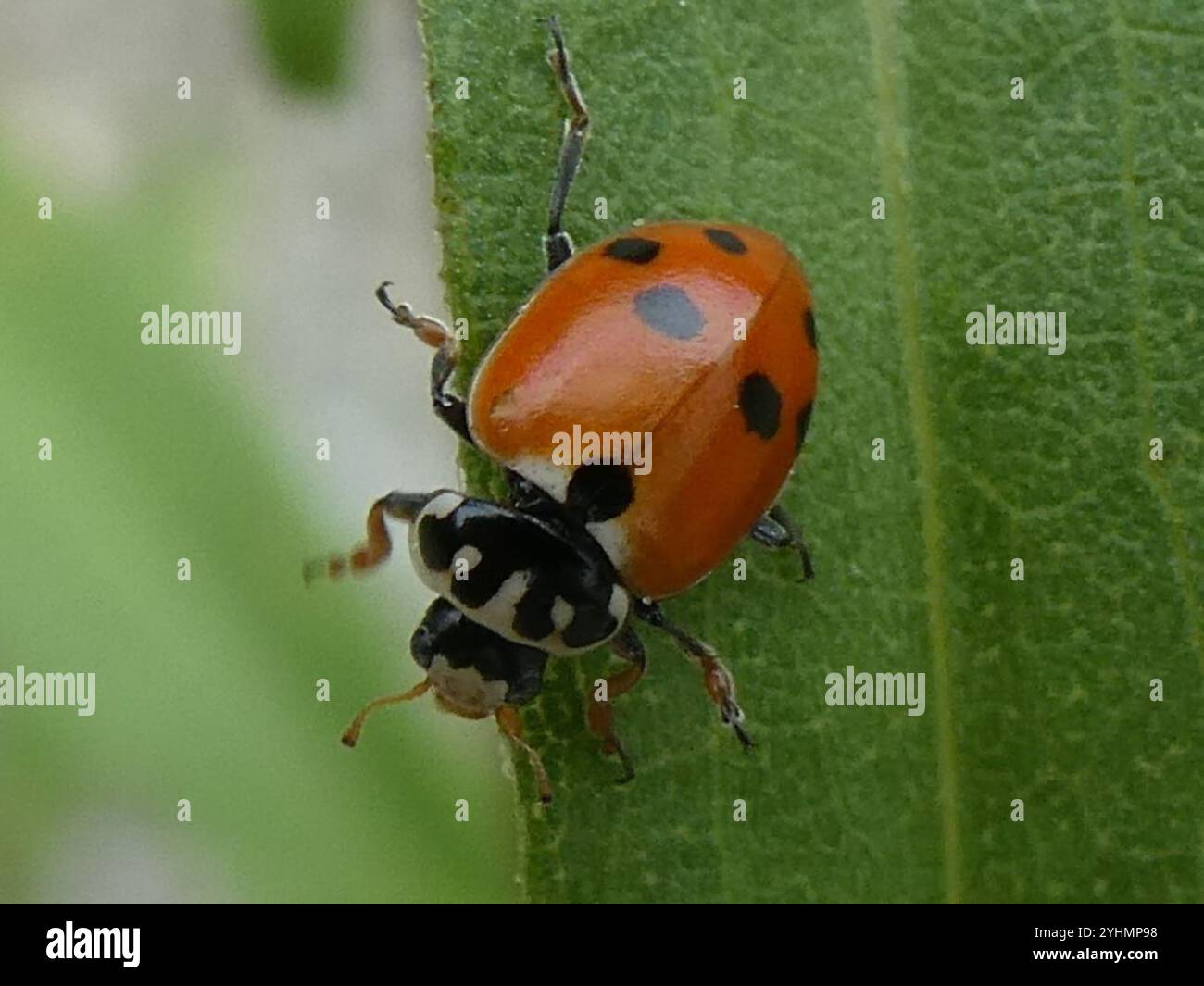 Variegated Lady Beetle (Hippodamia variegata Stock Photo - Alamy