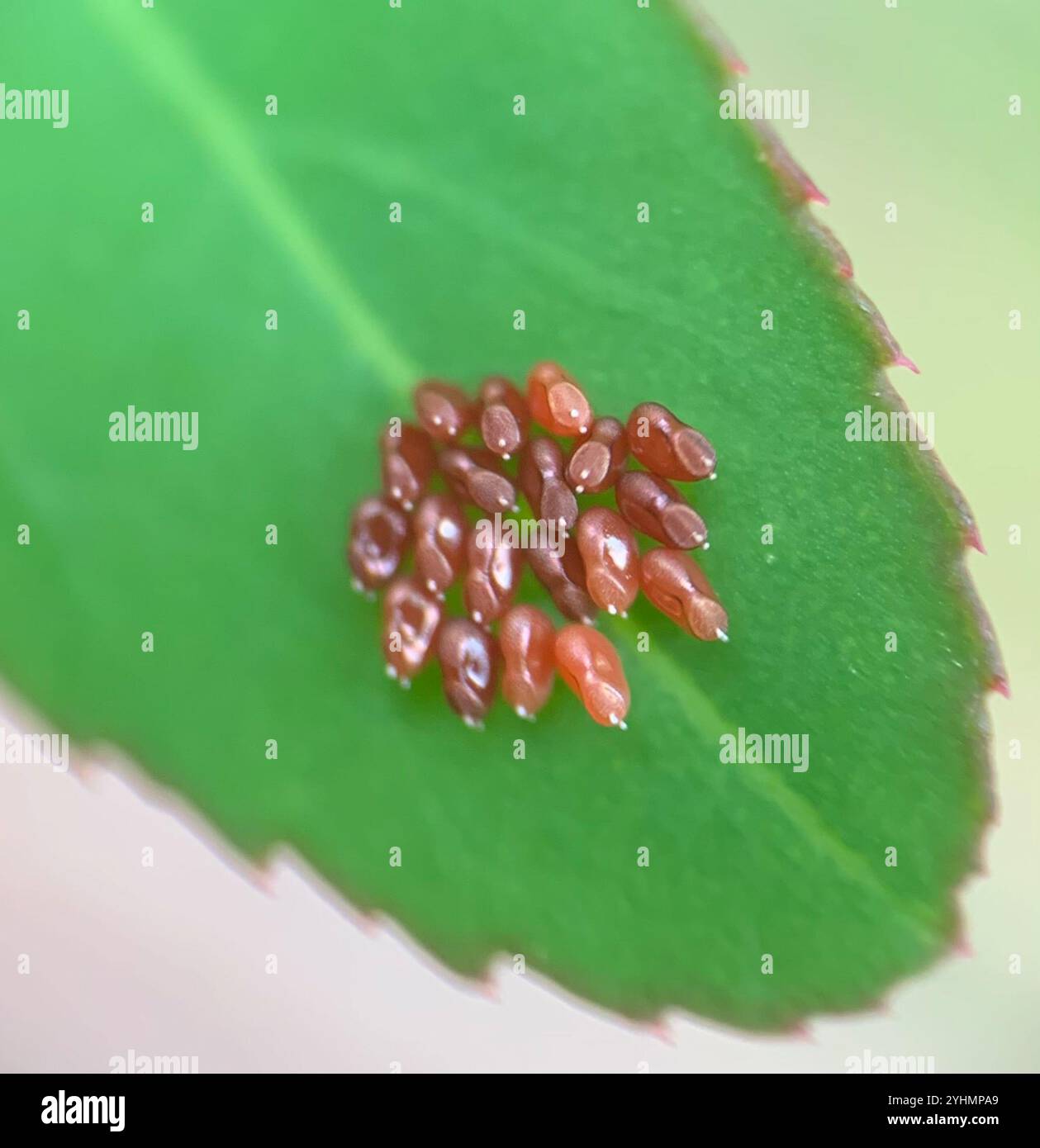 Leaf-footed Bugs and Allies (Coreoidea Stock Photo - Alamy