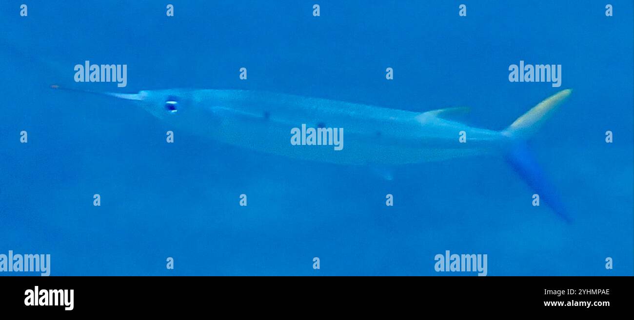 Hemiramphus far hi-res stock photography and images - Alamy