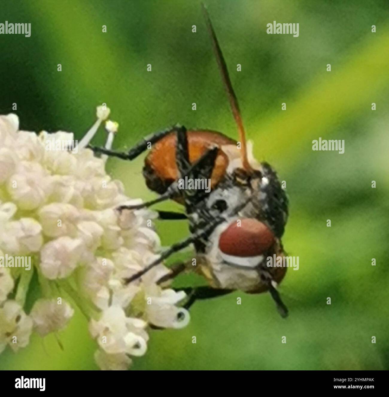 Gymnosoma hi-res stock photography and images - Alamy