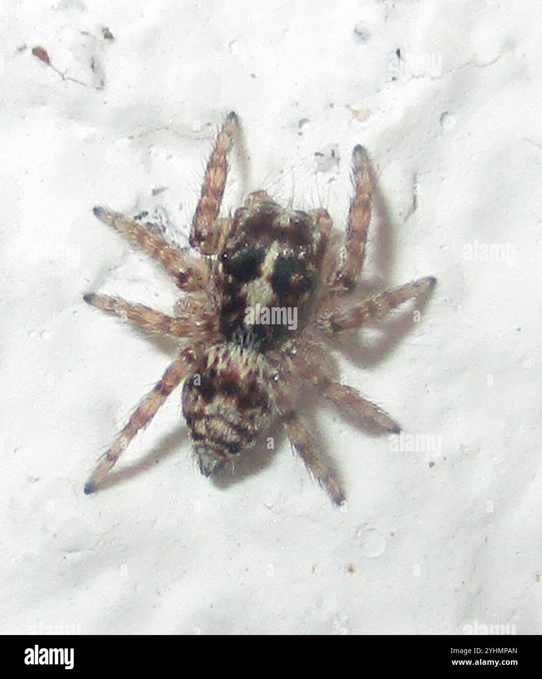 Jumping Spiders (Salticidae Stock Photo - Alamy