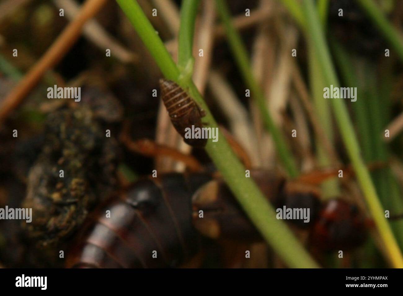 True Hoppers (Auchenorrhyncha Stock Photo - Alamy