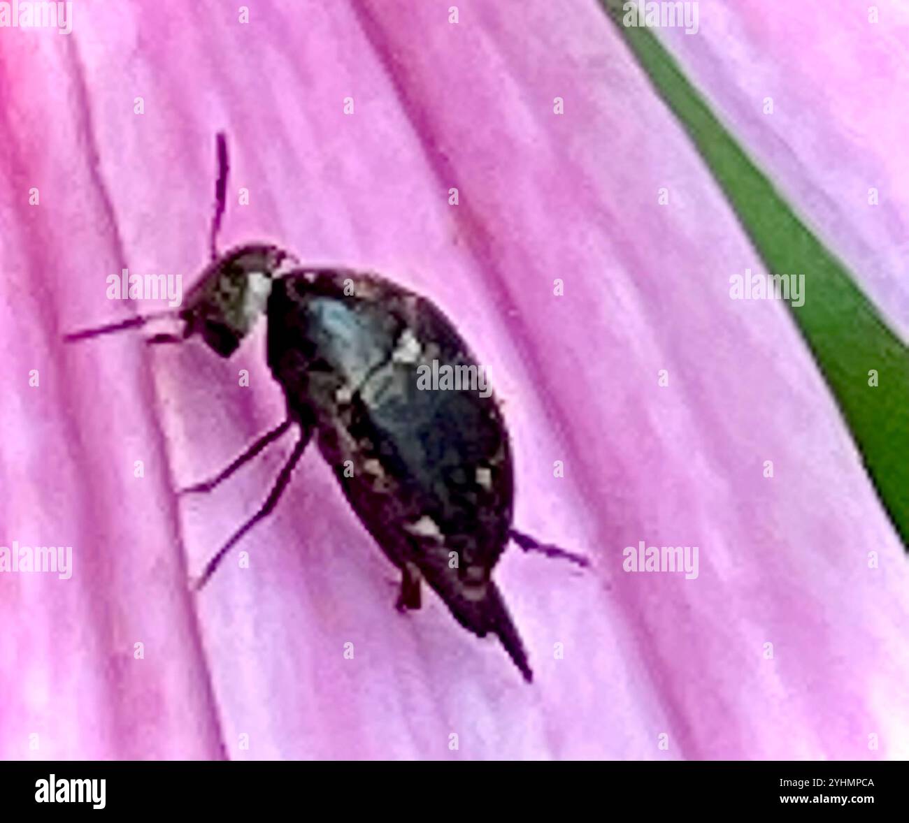 Mordella hi-res stock photography and images - Alamy