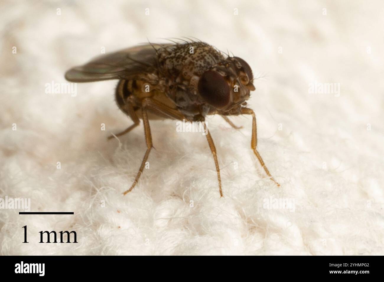 Drosophila repleta hi-res stock photography and images - Alamy