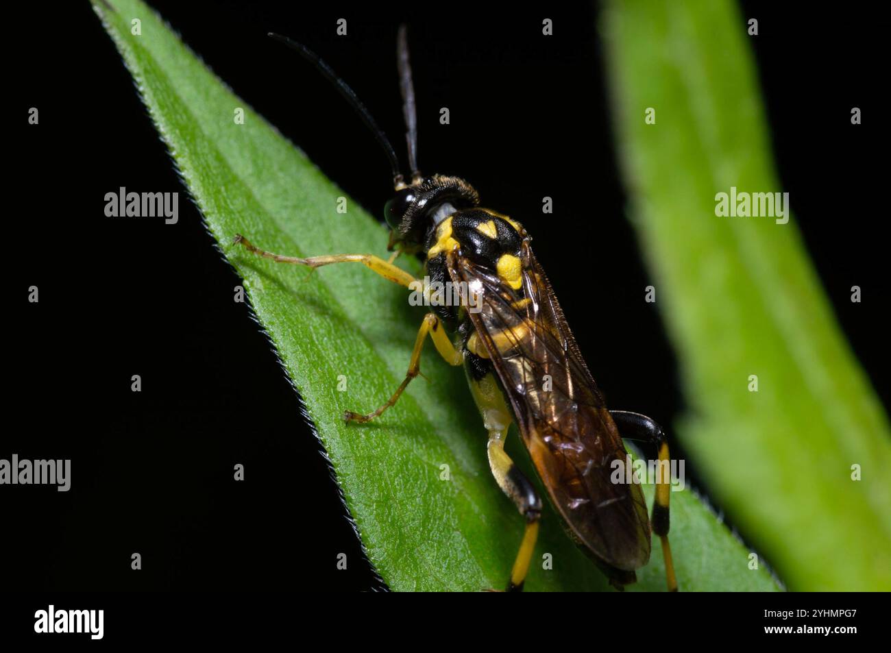 Common Sawflies (Tenthredinidae Stock Photo - Alamy
