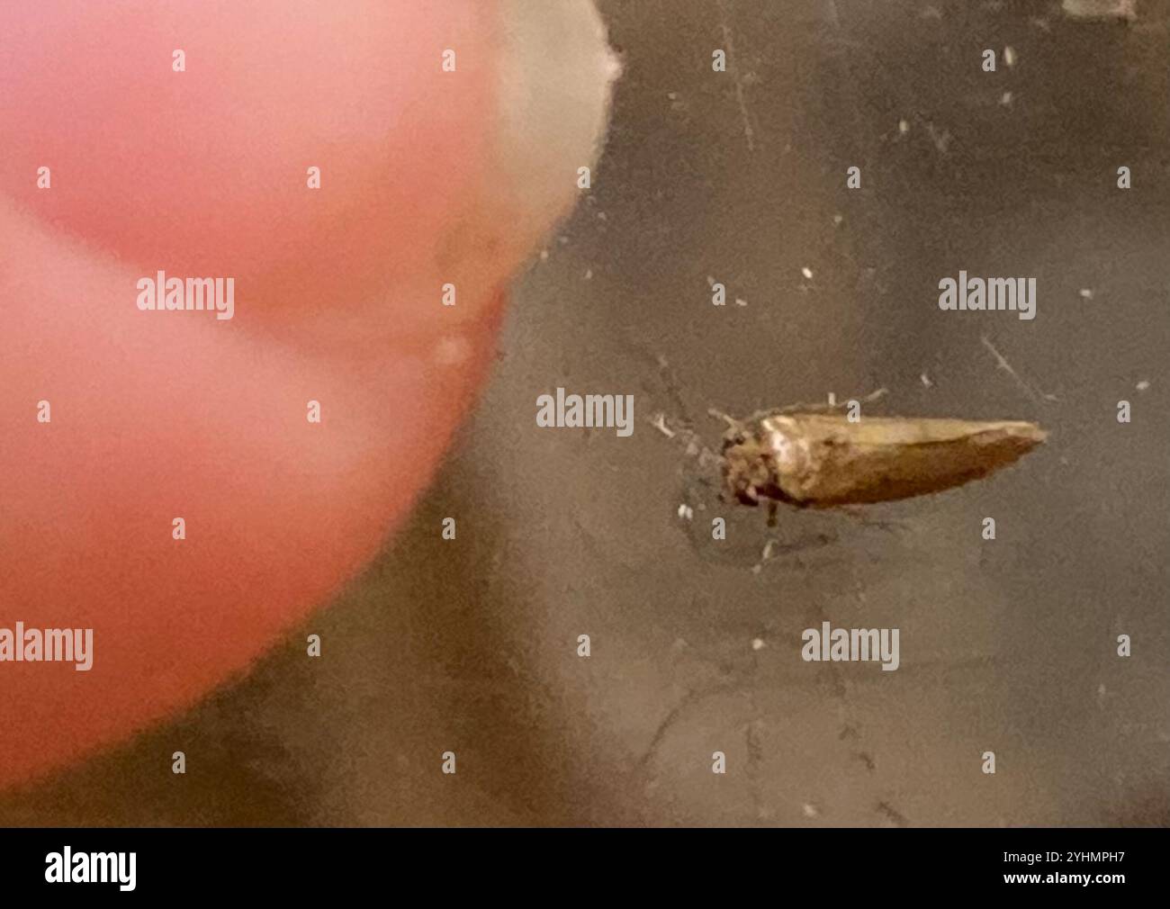 Curved-horn Moths (Gelechioidea Stock Photo - Alamy