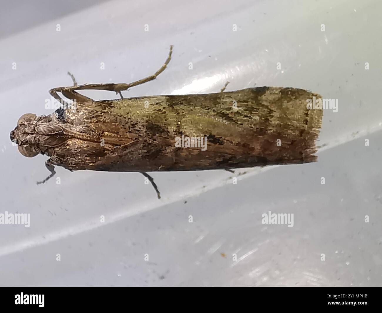 Dotted Oak Knot-horn (Phycita roborella Stock Photo - Alamy