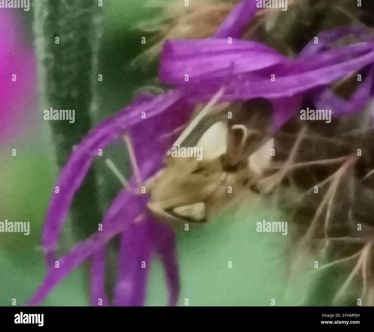 Lygus bugs hi-res stock photography and images - Alamy
