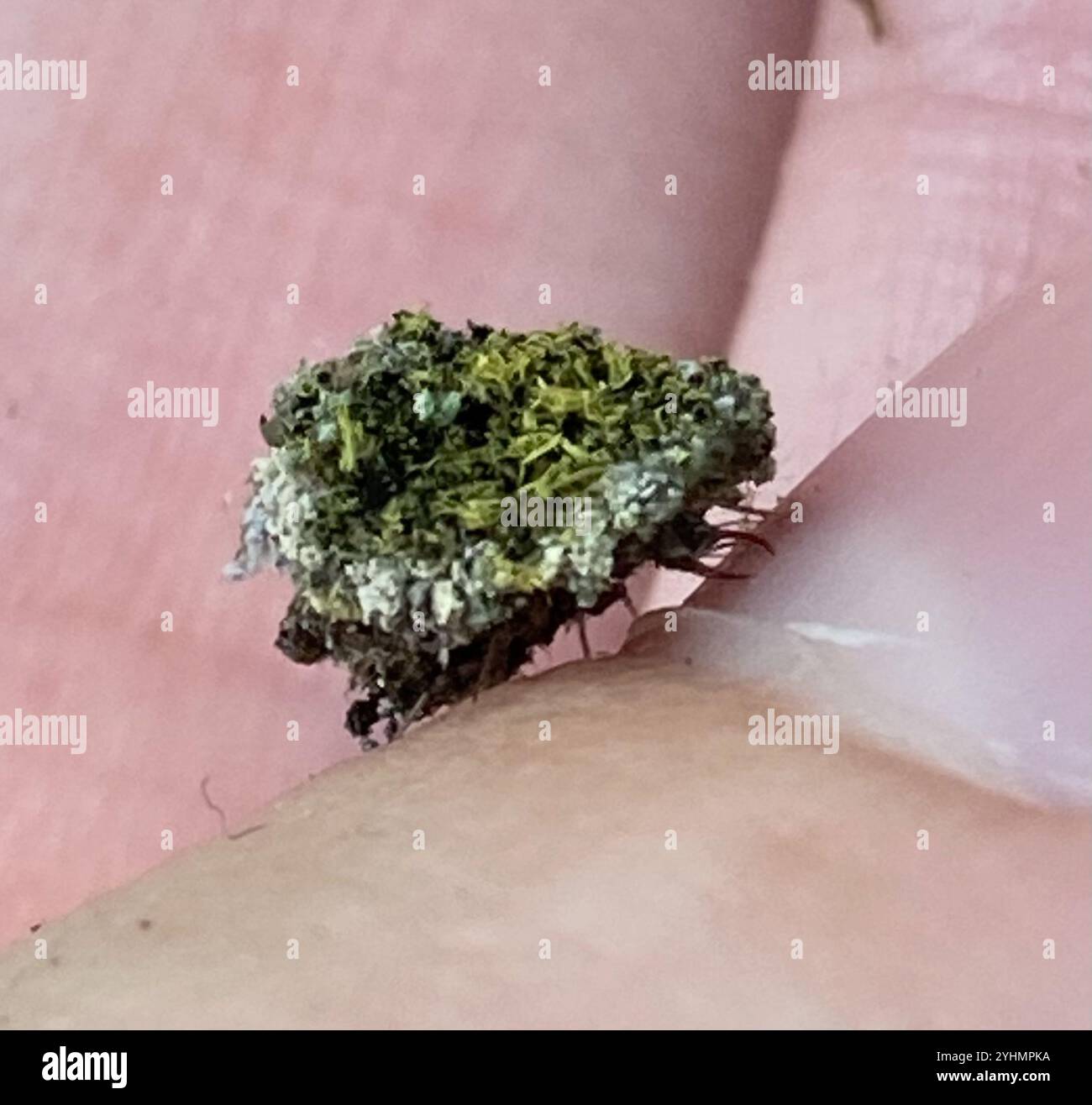 Leucochrysa hi-res stock photography and images - Alamy