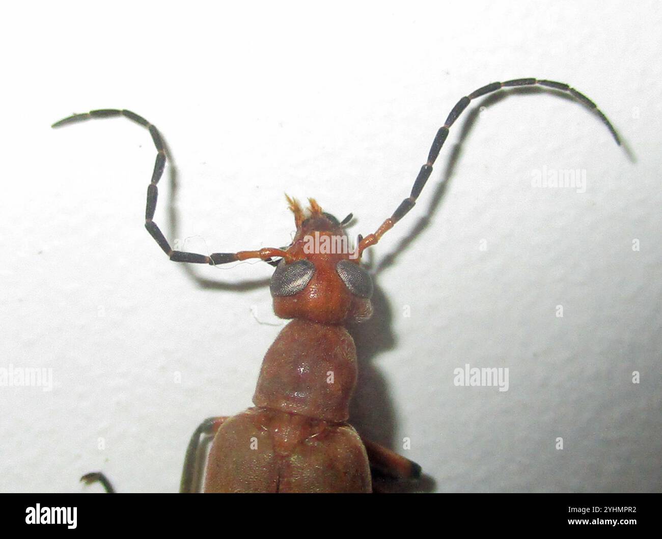 Zonitis hi-res stock photography and images - Alamy