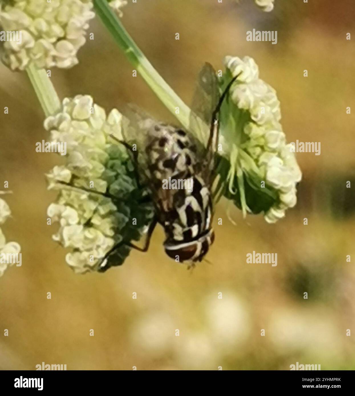 Graphomya hi-res stock photography and images - Alamy