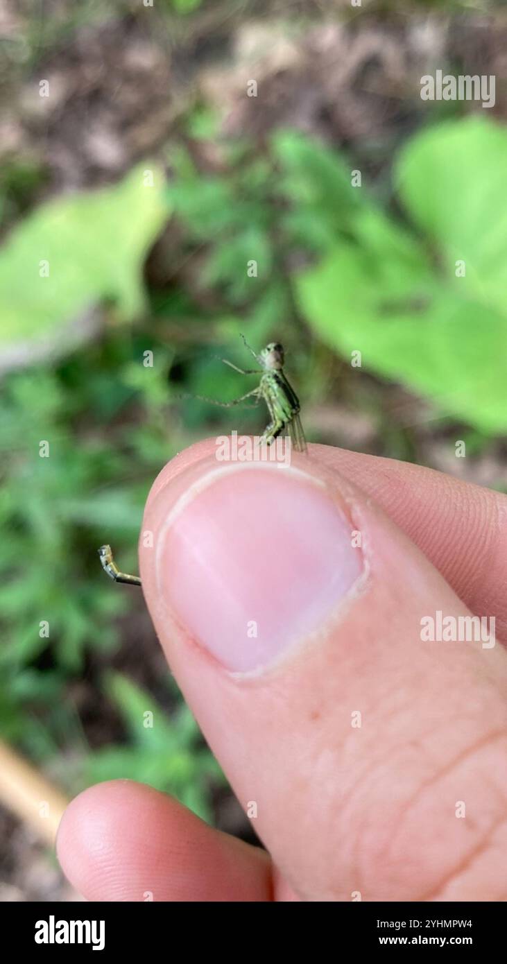Eastern Forktail (Ischnura verticalis Stock Photo - Alamy
