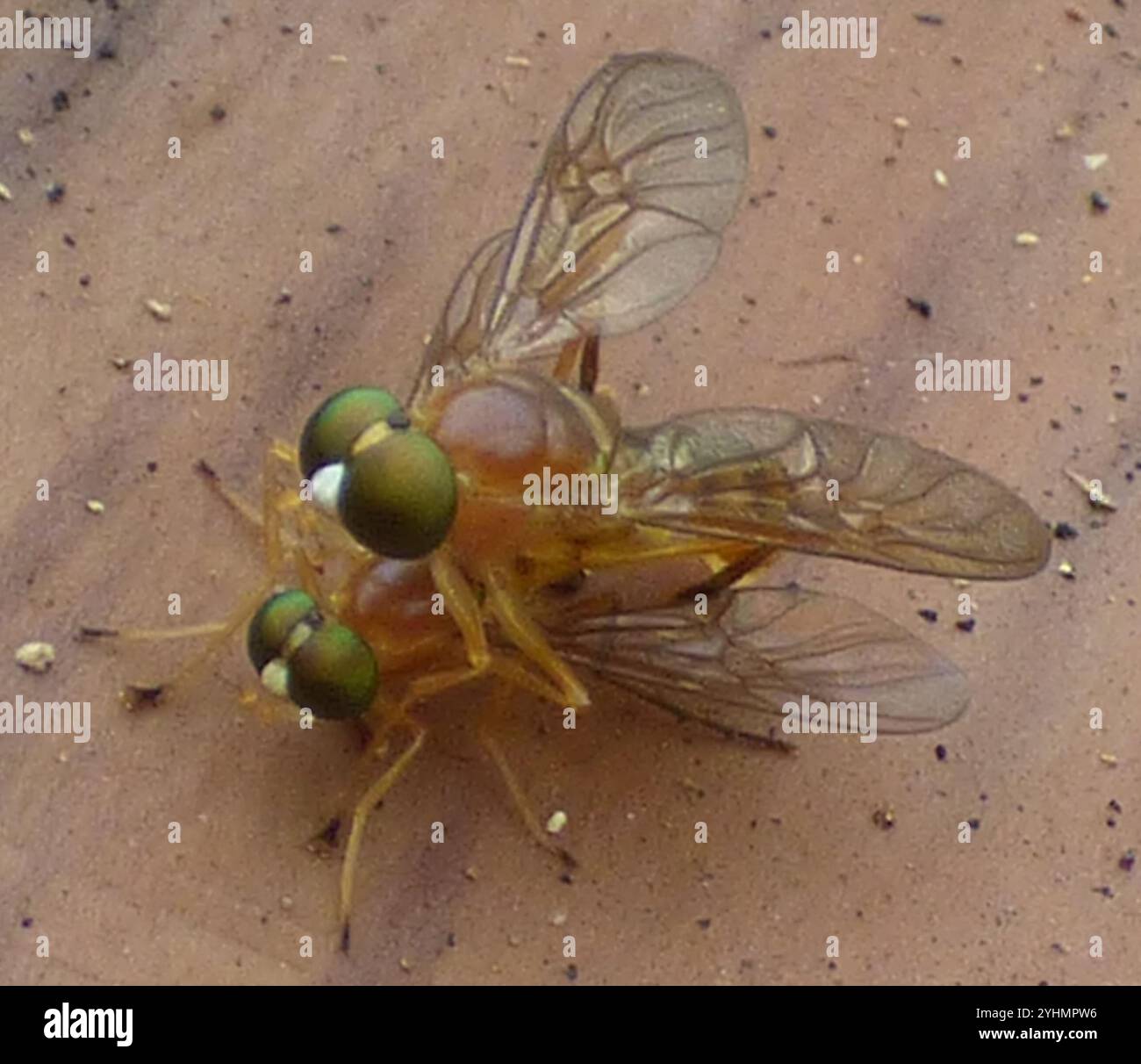 Compost Fly (Ptecticus trivittatus Stock Photo - Alamy