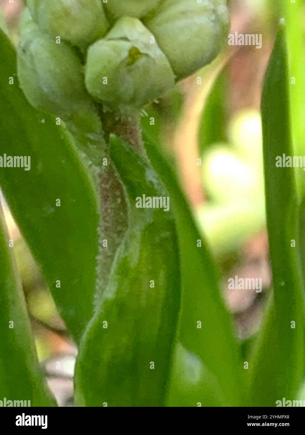 Sticky False Asphodel (Triantha glutinosa Stock Photo - Alamy