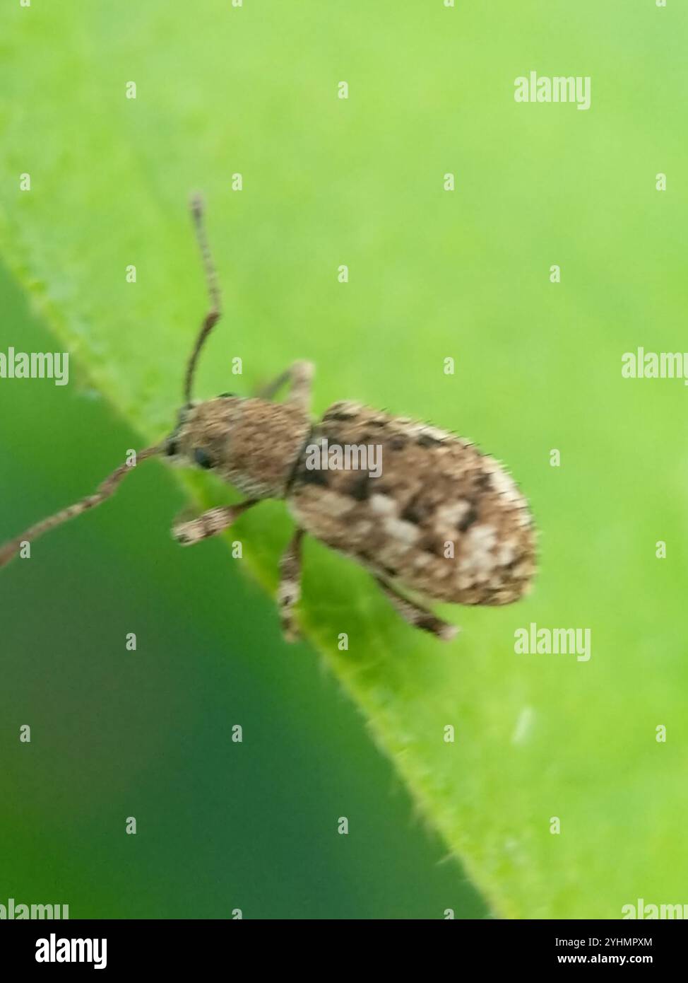 Peach Root Weevil (Pseudoedophrys hilleri Stock Photo - Alamy