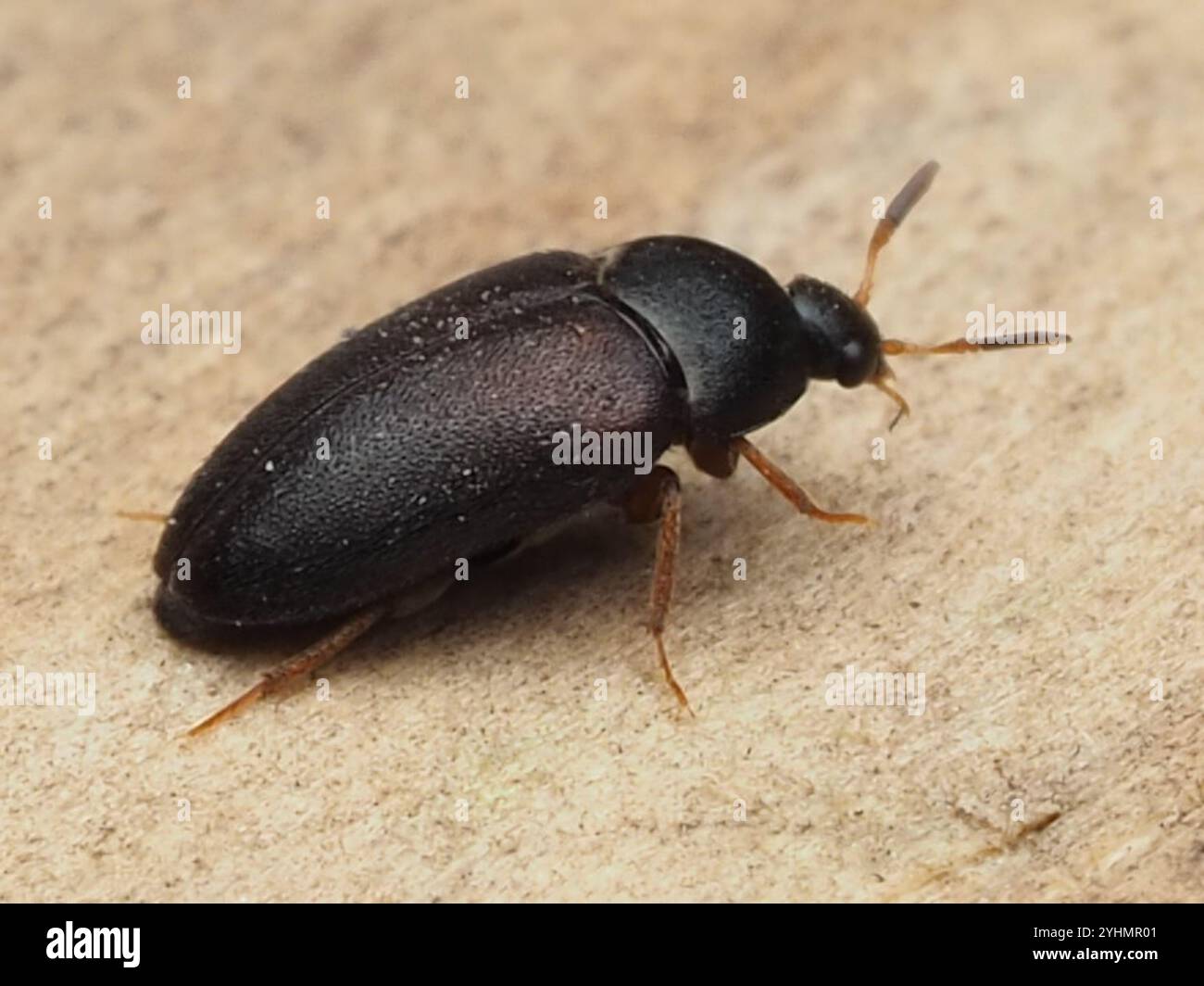 Attagenus hi-res stock photography and images - Alamy