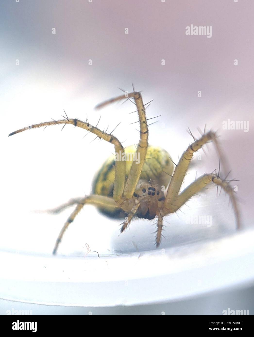 Mangora acalypha cricket bat hi-res stock photography and images - Alamy