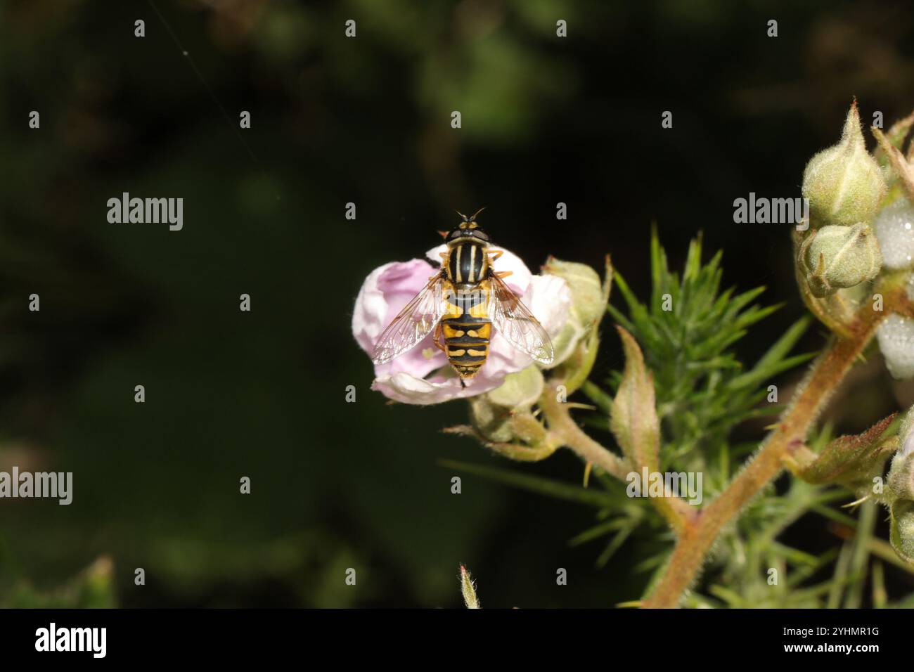 Sun Fly (Helophilus pendulus Stock Photo - Alamy
