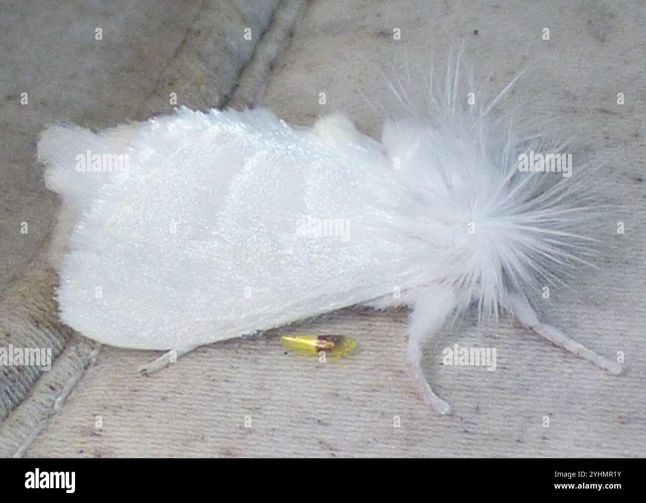 White Flannel Moth (Norape cretata Stock Photo - Alamy