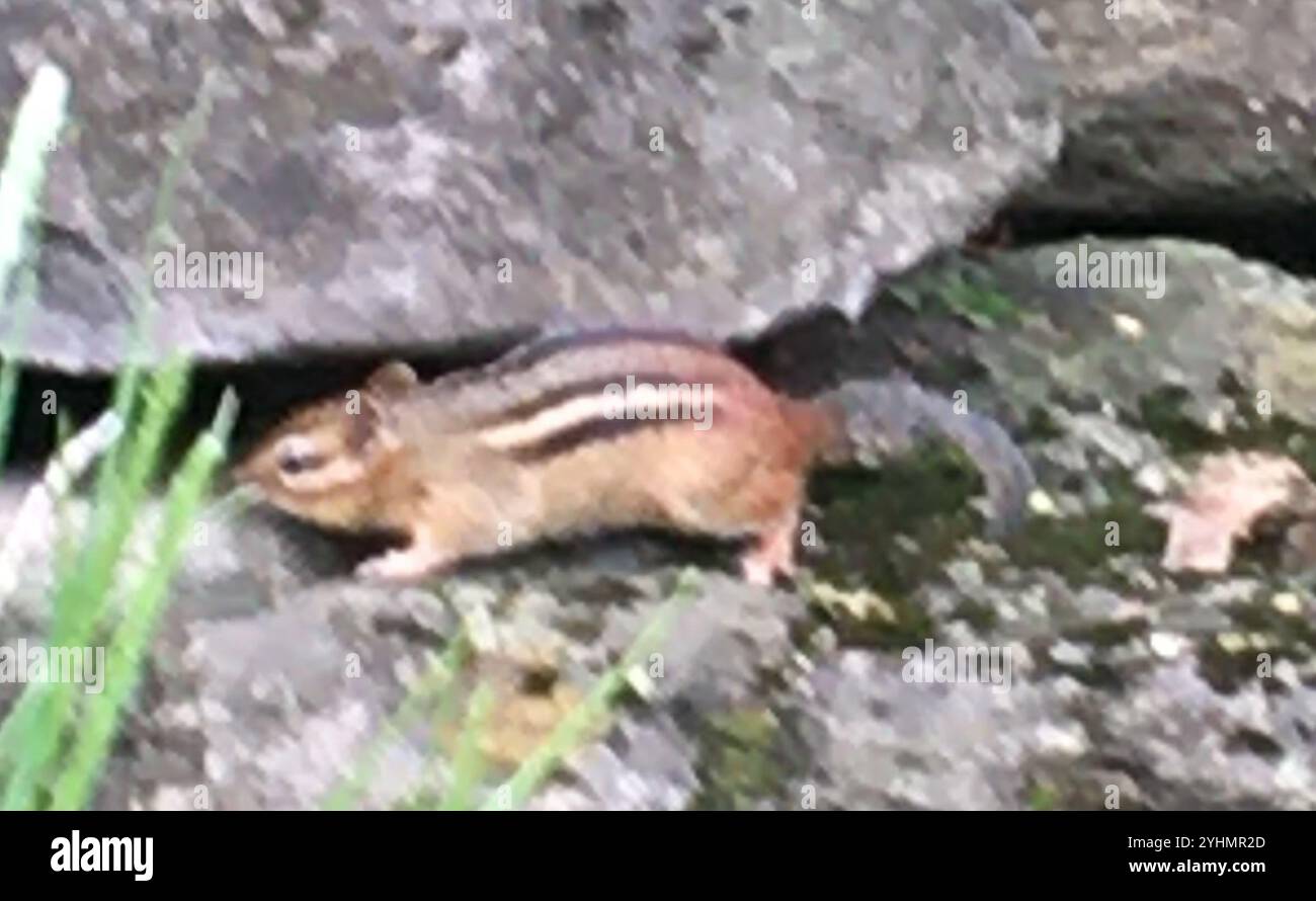 Eastern Chipmunk (Tamias striatus Stock Photo - Alamy