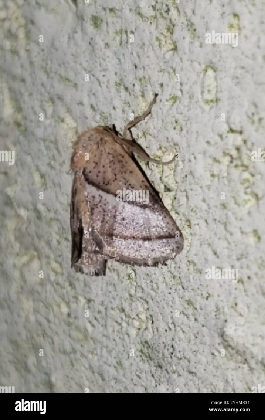 Nason's Slug Moth (Natada nasoni Stock Photo - Alamy