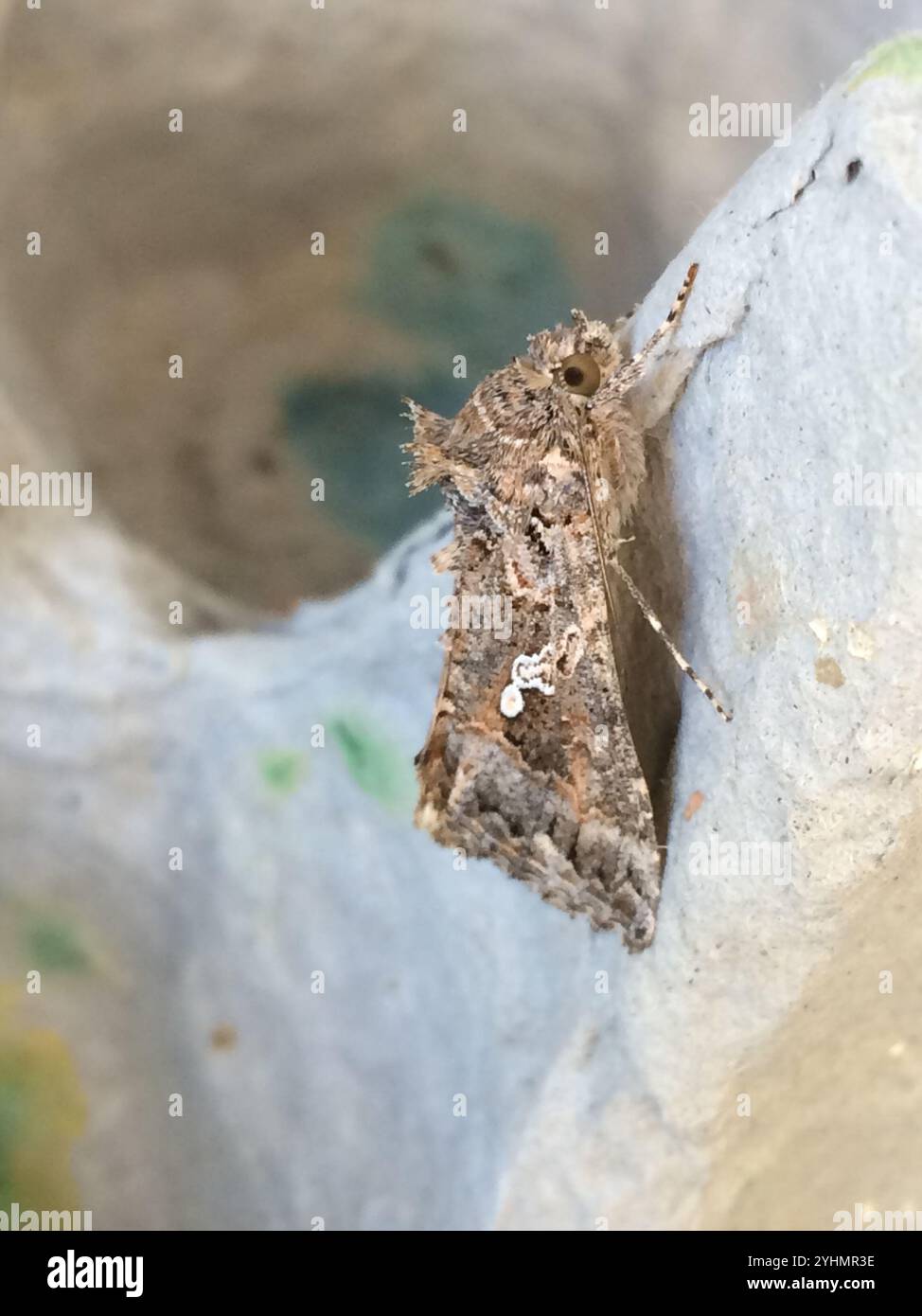 Cabbage Looper Moth (Trichoplusia ni Stock Photo - Alamy