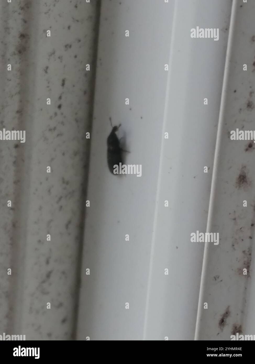 Short-winged Flower Beetles (Kateretidae Stock Photo - Alamy