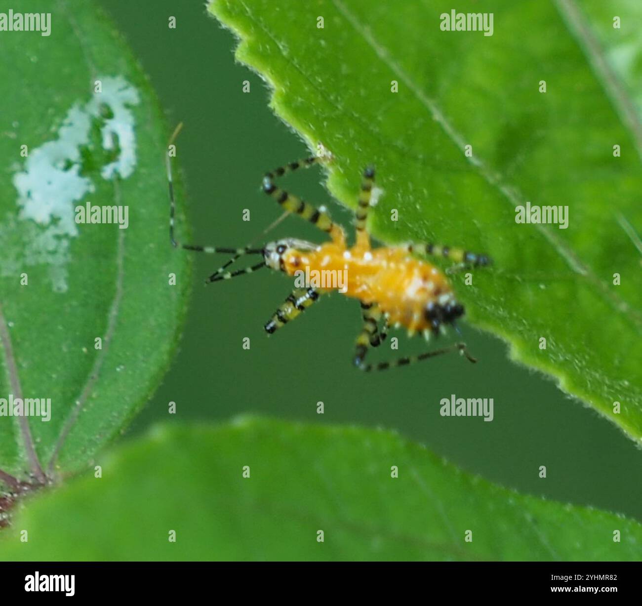 Orange Assassin Bug (Pselliopus barberi Stock Photo - Alamy