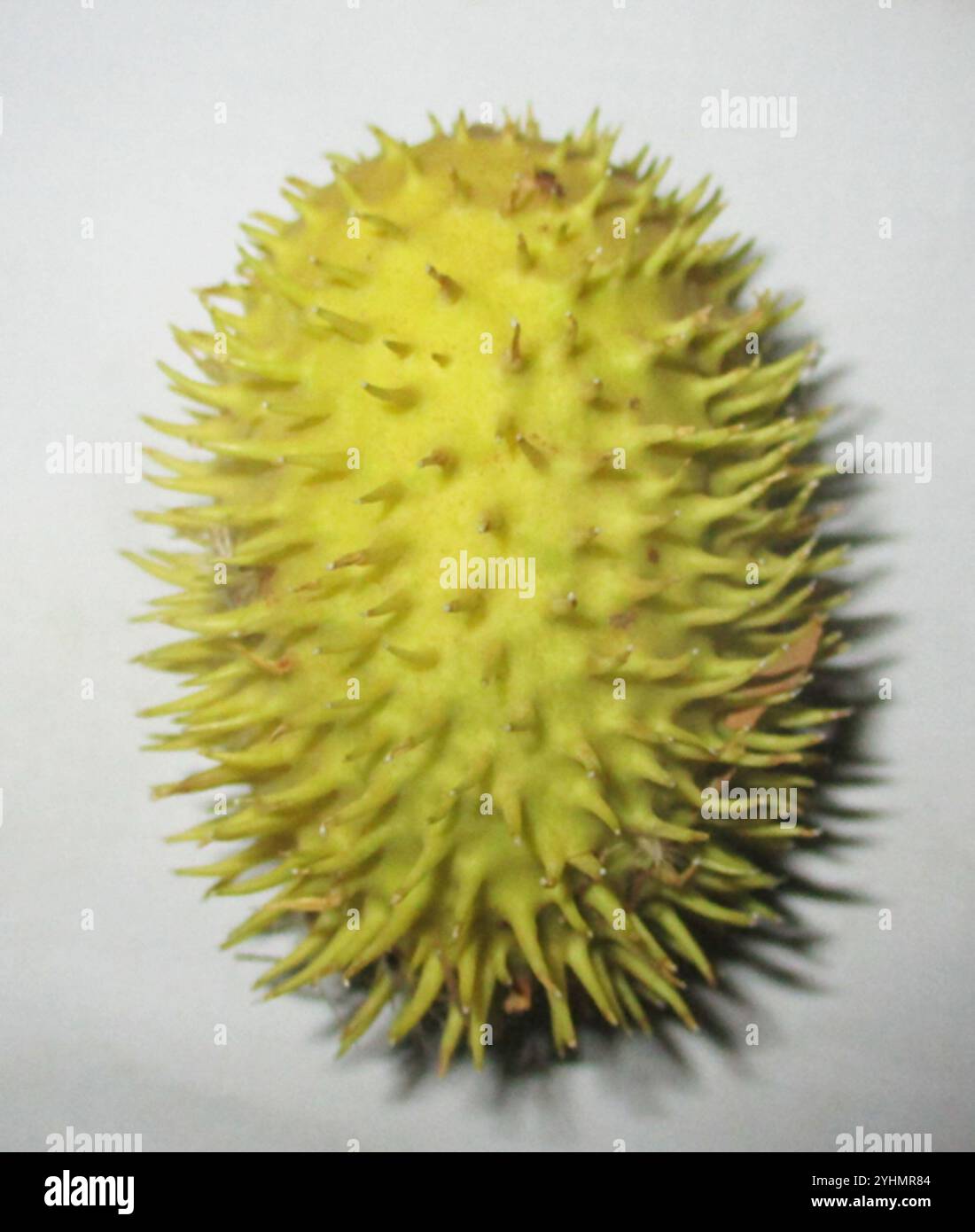 South African Spiny Cucumber (Cucumis zeyheri Stock Photo - Alamy