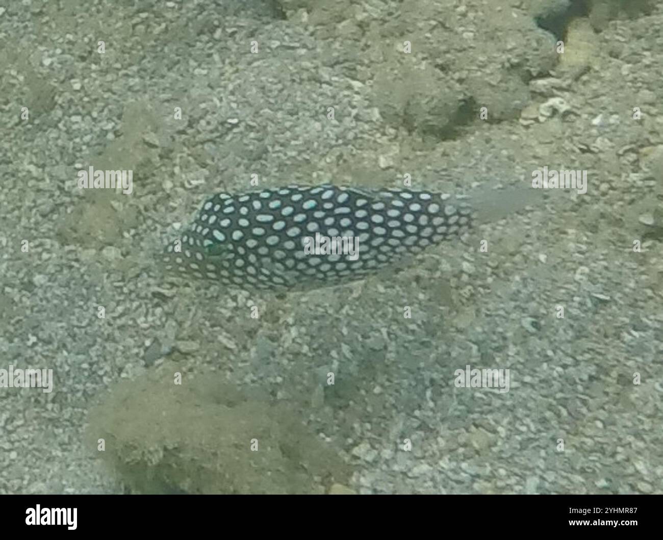 Hawaiian Spotted Toby (Canthigaster jactator Stock Photo - Alamy