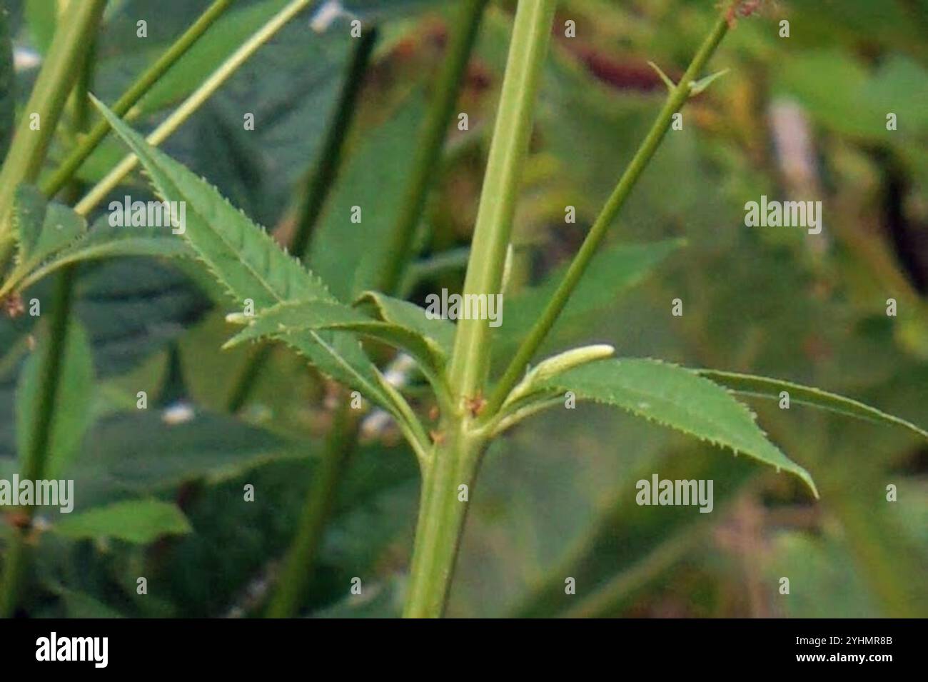 Culver's root (Veronicastrum virginicum Stock Photo - Alamy