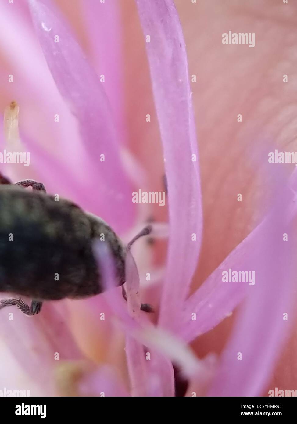 Lesser Knapweed Flower Weevil (Larinus minutus Stock Photo - Alamy