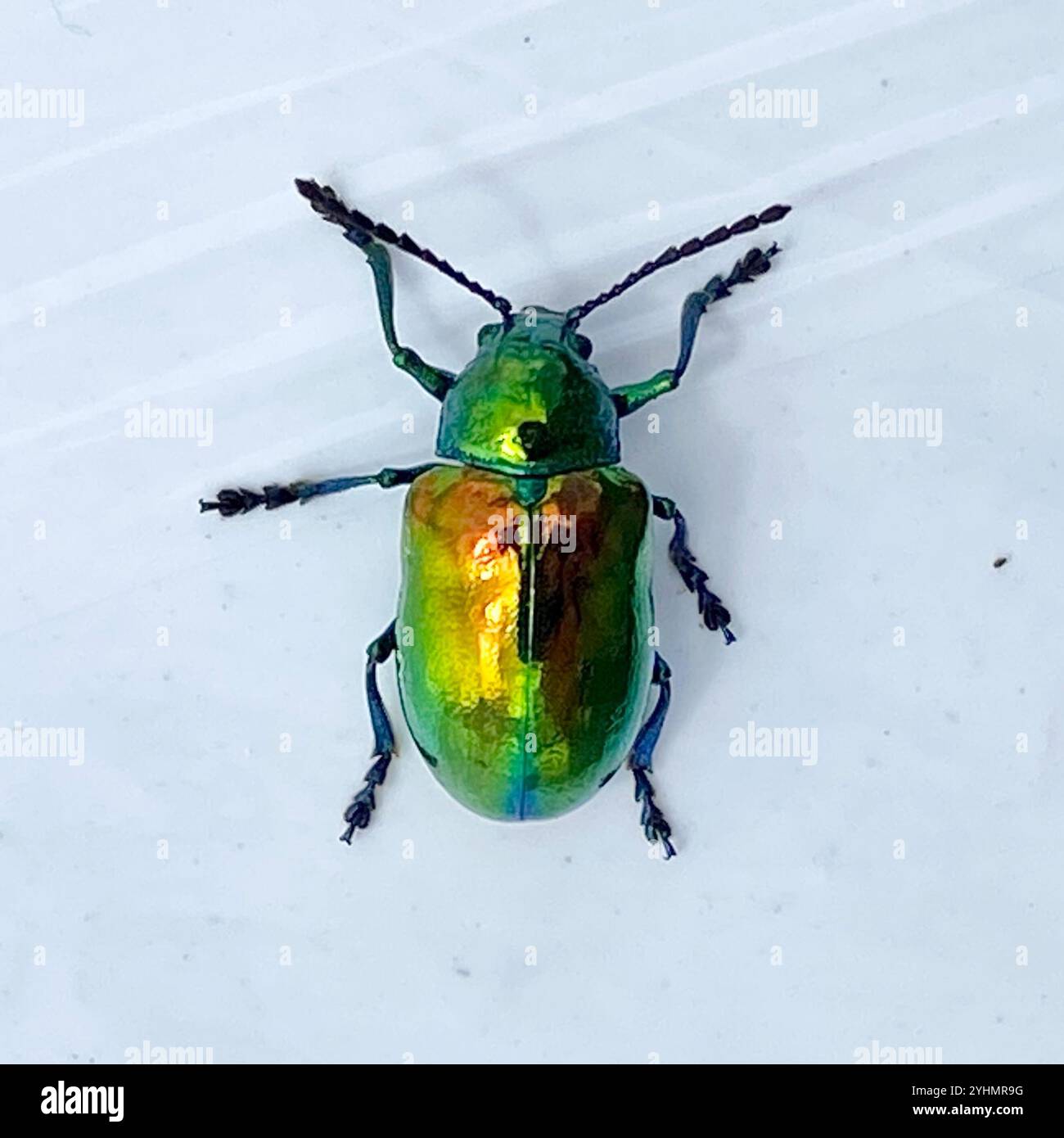 Dogbane Leaf Beetle (Chrysochus auratus Stock Photo - Alamy
